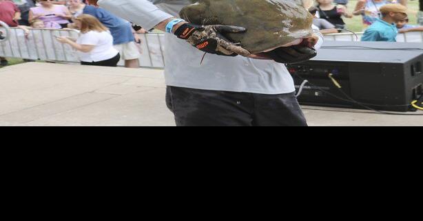 Big catches at noodling festival | Local News ...