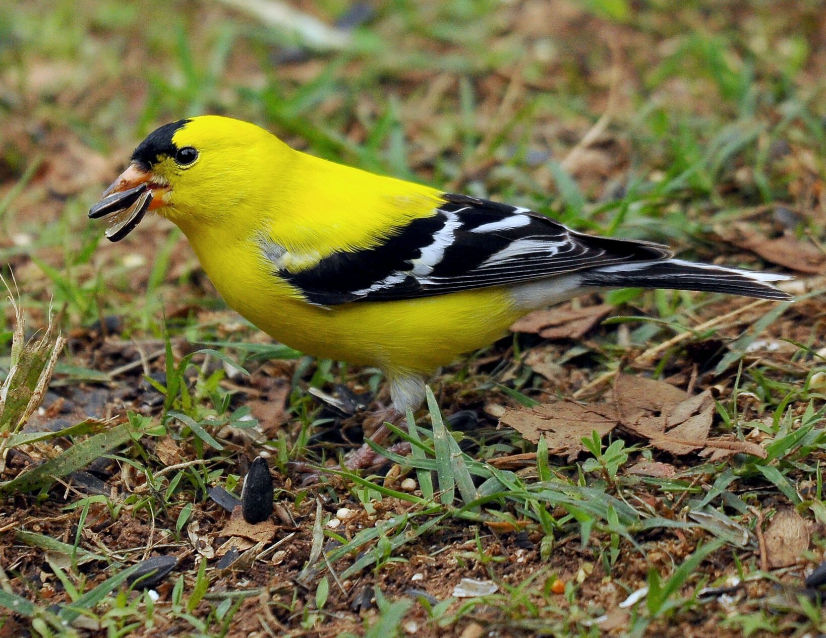 The American goldfinch | News | paulsvalleydailydemocrat.com