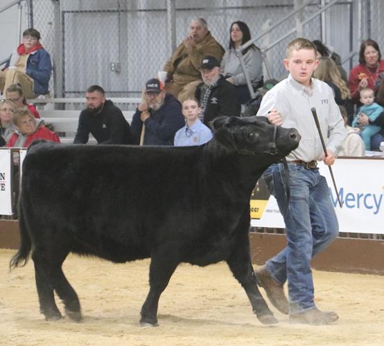 Cattle help lead county livestock show | Local News ...