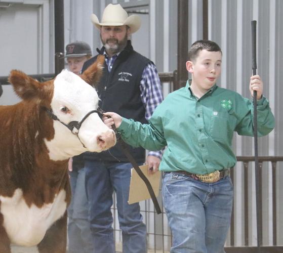 Cattle help lead county livestock show | Local News ...