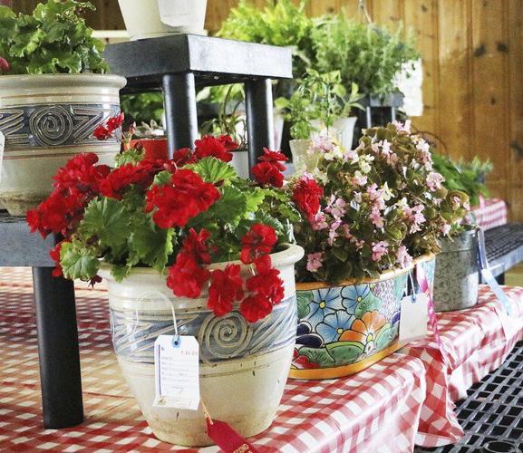 Garvin County Fair | Local News | paulsvalleydailydemocrat.com