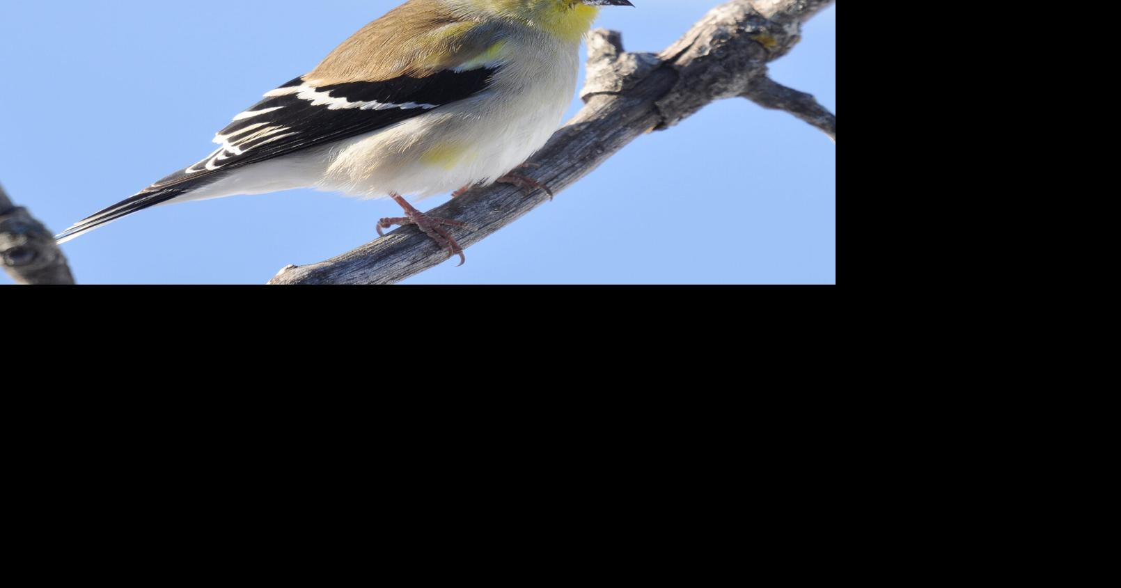 The American goldfinch | News | paulsvalleydailydemocrat.com