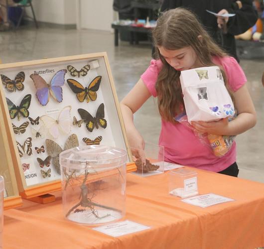 Insects a part of county fair reflections | Local News ...