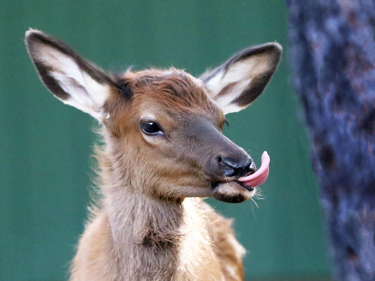 Baby elk abound in Rim Country | Local News | paysonroundup.com