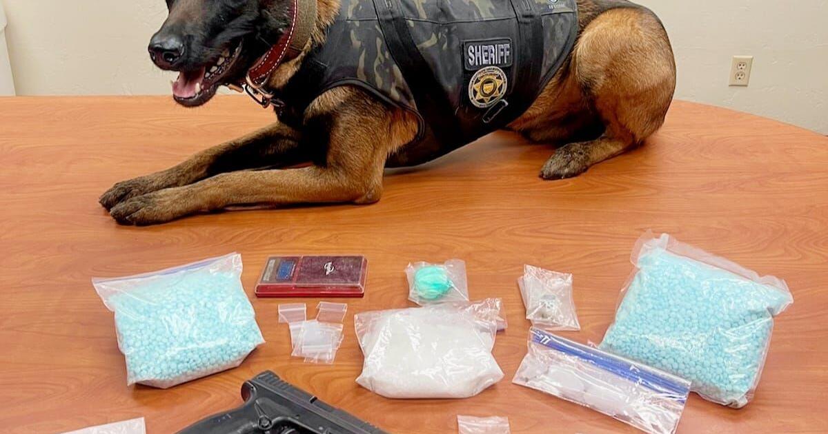 K9 helps officers locate drugs, gun | Crime Law Enforcement ...