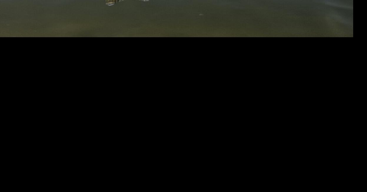 Picky sunfish are not the norm, but fun when they are | News ...