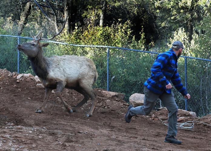 Entangled elk escapes with help | News | paysonroundup.com