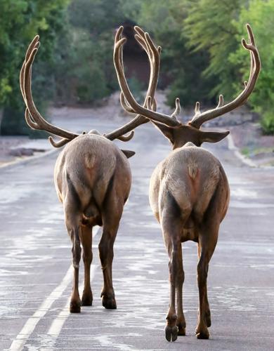 Bull elk shedding velvet for fall rut | Local News | paysonroundup.com