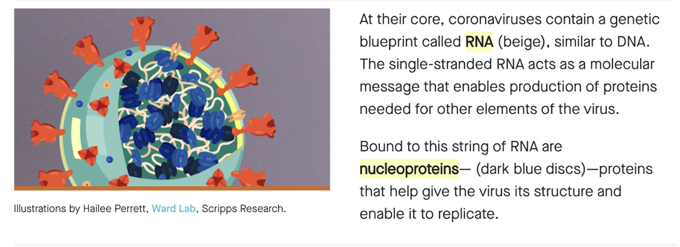 The basics and history of mRNA vaccine technology | Local News ...