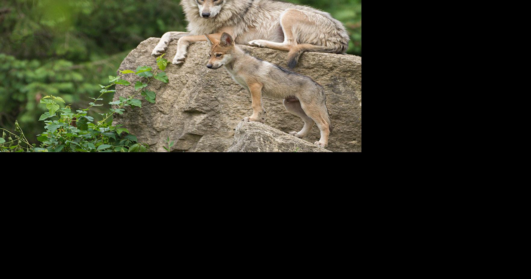 Endagered wolves still suffering high death rates | 260 Connection ...