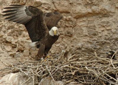 Arizona bald eagle recovery soars to new heights | 260 Connection ...
