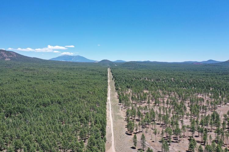 Perfect pairing: Forest thinning and firewood for Navajo families ...