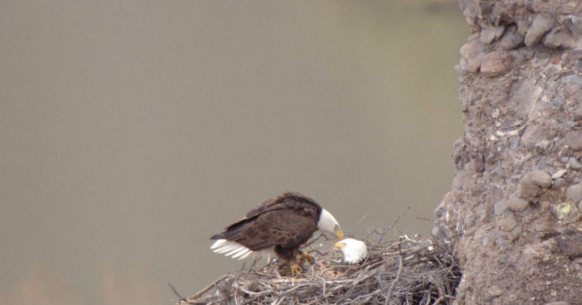 Seasonal restrictions in place as bald eagle breeding begins | 260 ...