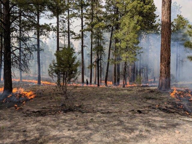 Fire crews scramble to use low-intensity fires | Forest Management ...