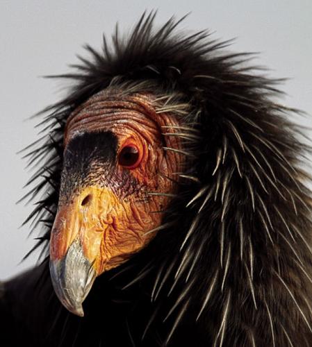 First wild California condor nestling of the season hatched at Arizona ...
