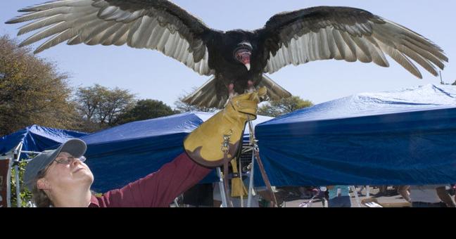 Summer fun swoops in | | paysonroundup.com