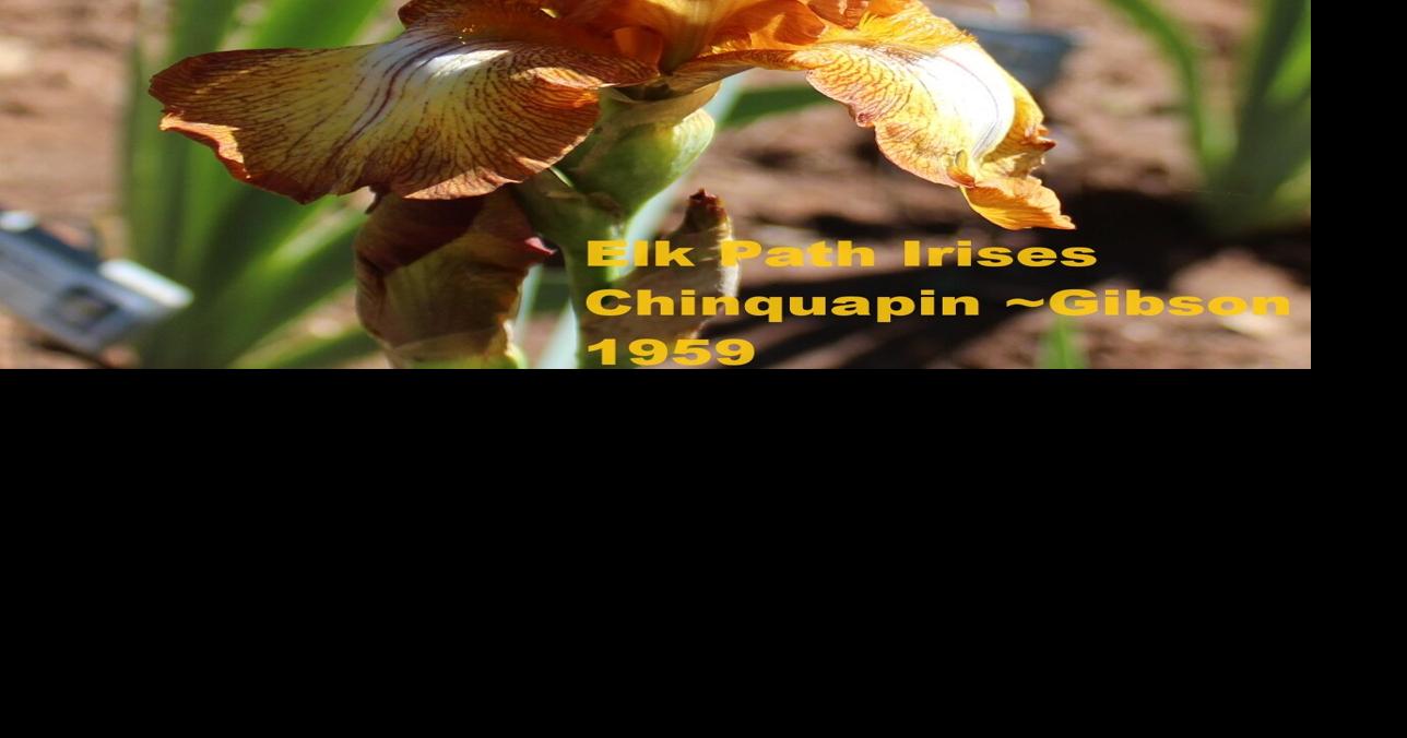 Elk Path Irises open for viewing | Arts & Entertainment | paysonroundup.com