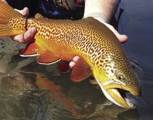 Fearless tiger hunter dons his waders | 260 Connection | paysonroundup.com