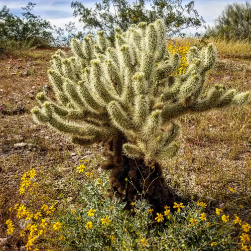 Wildflowers and Wild Food | 260 Connection | paysonroundup.com