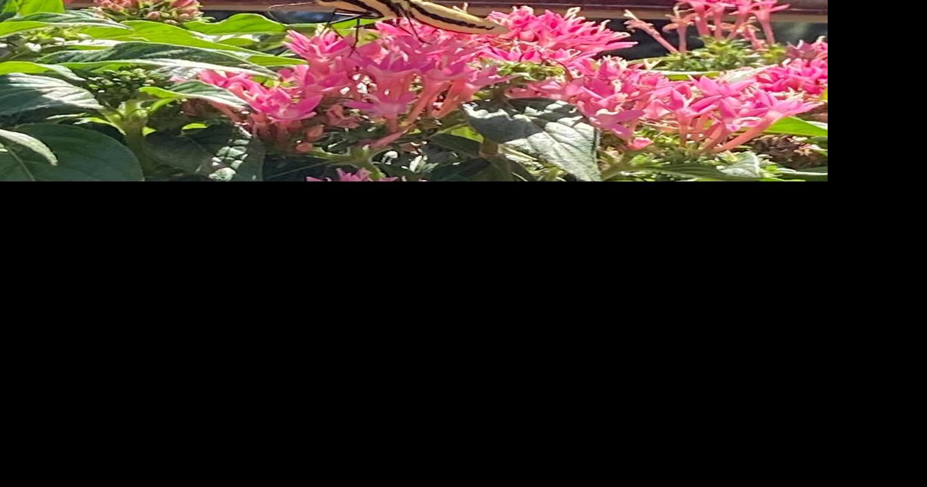 Pollinator plants for fall | Local News | paysonroundup.com