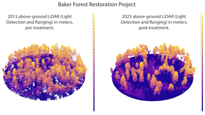 Study confirms link between forest thinning and water supply | News ...