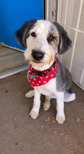 Dogs have a place of their own in Payson | Business | paysonroundup.com
