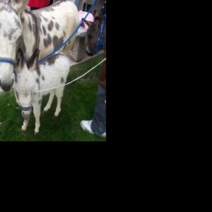 The donkey and the cross | | paysonroundup.com