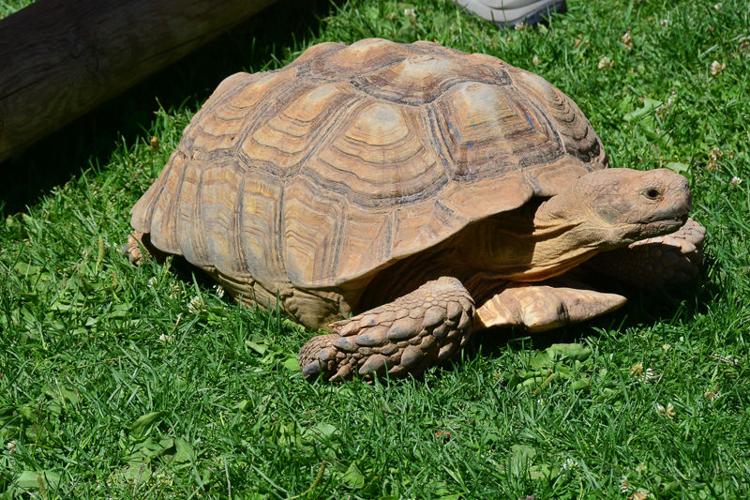 Wildlife Fair Payson, AZ | Multimedia | paysonroundup.com