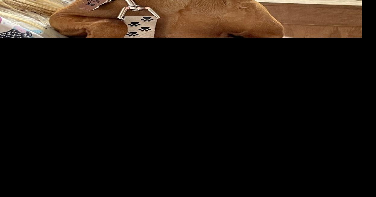 Dogs have a place of their own in Payson | Business | paysonroundup.com