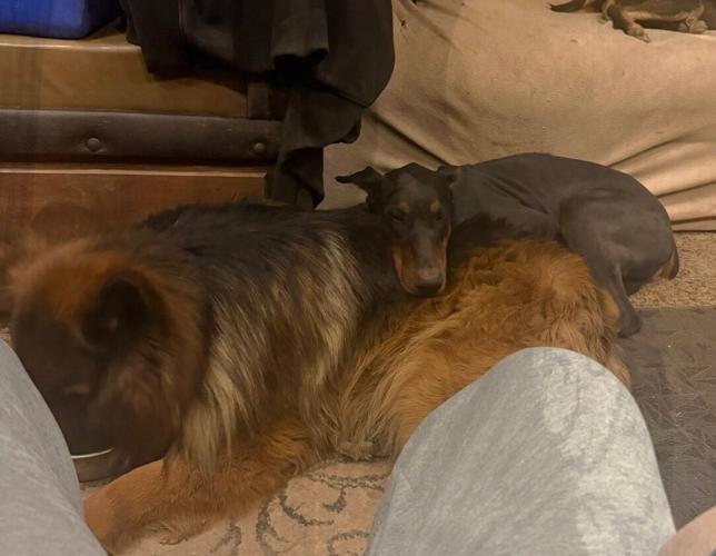 Community effort reunites missing dog with owner after nine days | News ...