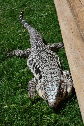 Wildlife Fair Payson, AZ | Multimedia | paysonroundup.com