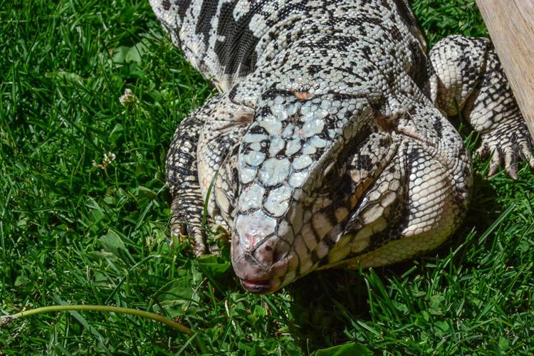 Wildlife Fair Payson, AZ | Multimedia | paysonroundup.com