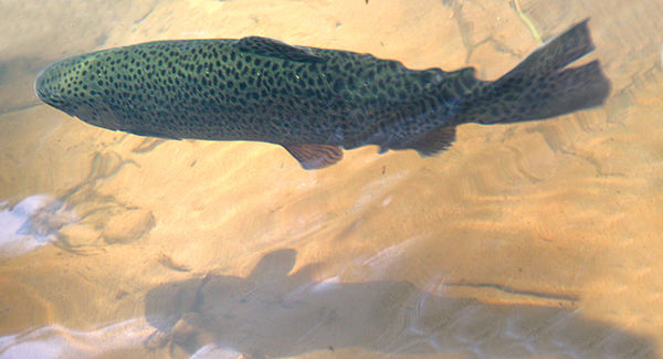 Making East Verde a haven for tourists & trout | | paysonroundup.com