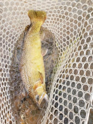 Fishing for Gila trout this September in Rim Country | Columnists ...