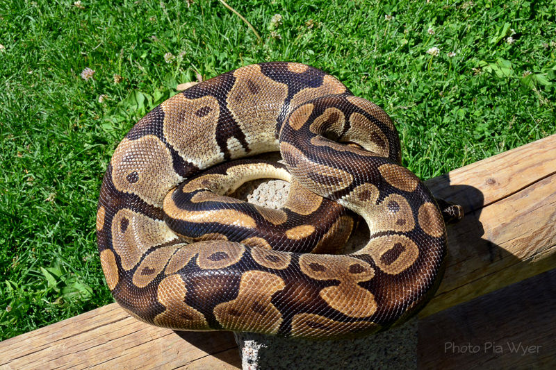 Wildlife Fair Payson, AZ | Multimedia | paysonroundup.com