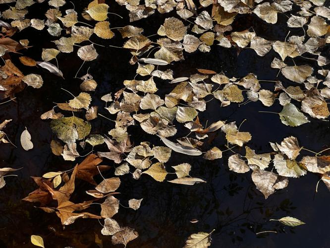 Just another leaf parasite | News | paysonroundup.com