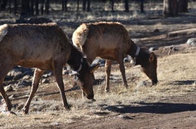 Arizona Game and Fish Department begins elk movement study in Rim ...