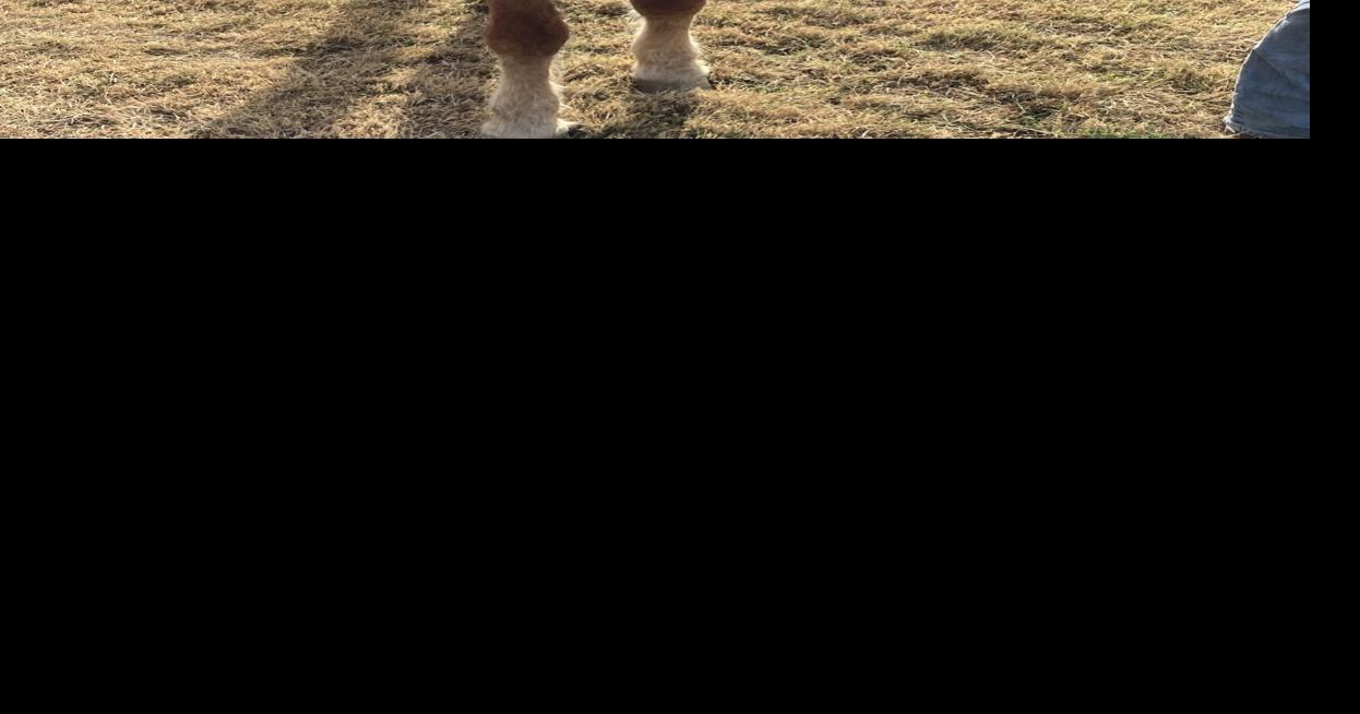 Plenty of activities planned this October in Pine | Pine/Strawberry ...