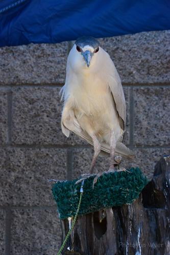 Wildlife Fair Payson, AZ | Multimedia | paysonroundup.com
