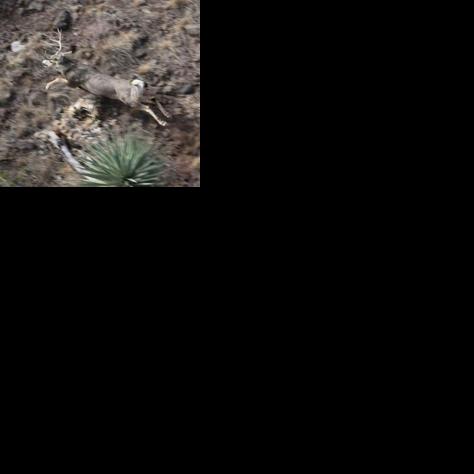 AZGFD conducting aerial surveys of wildlife through January | 260 ...