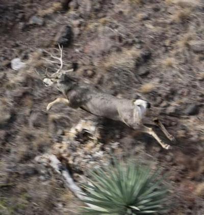 AZGFD conducting aerial surveys of wildlife through January | 260 ...