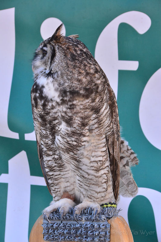 Wildlife Fair Payson, AZ | Multimedia | paysonroundup.com