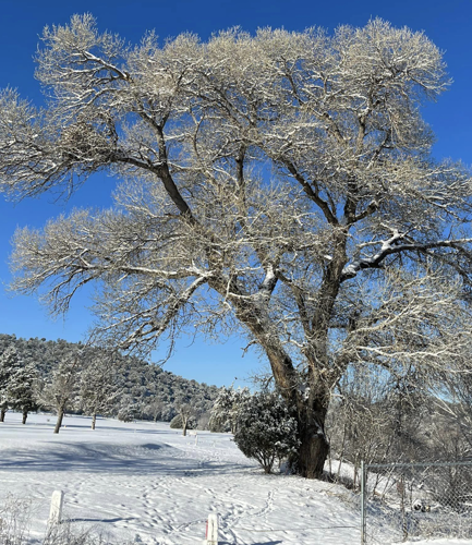 Storm blankets Rim Country in snow | Local News | paysonroundup.com