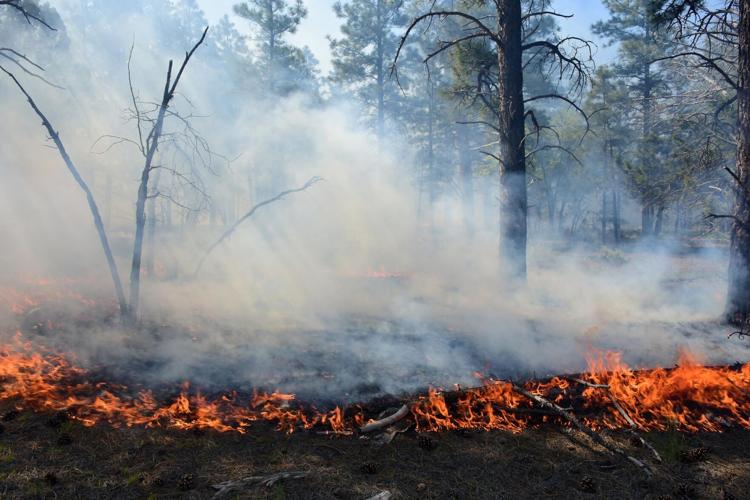 Forest Service manages fires to thin forest as mild weather persists ...