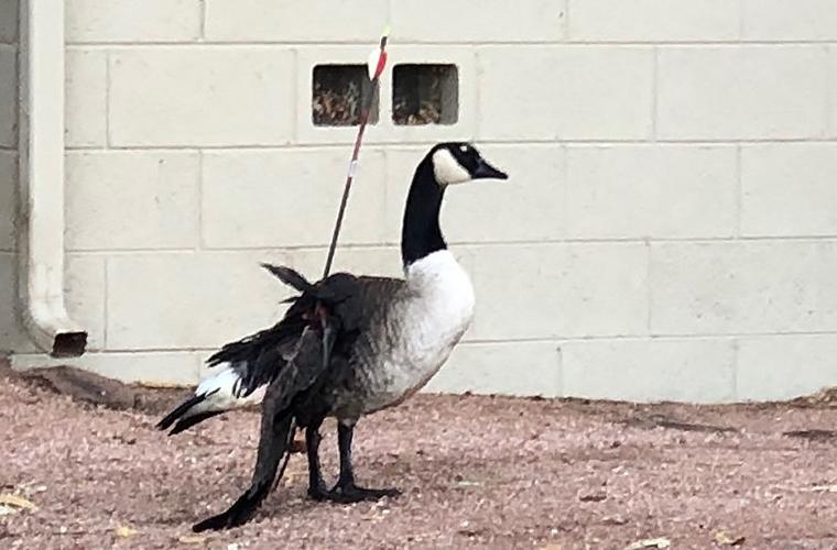 Goose dies after shot with arrow at Green Valley Park | Local News ...