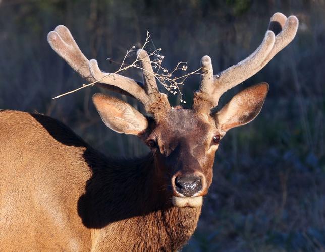 Payson elk: It's like they own the place | News | paysonroundup.com