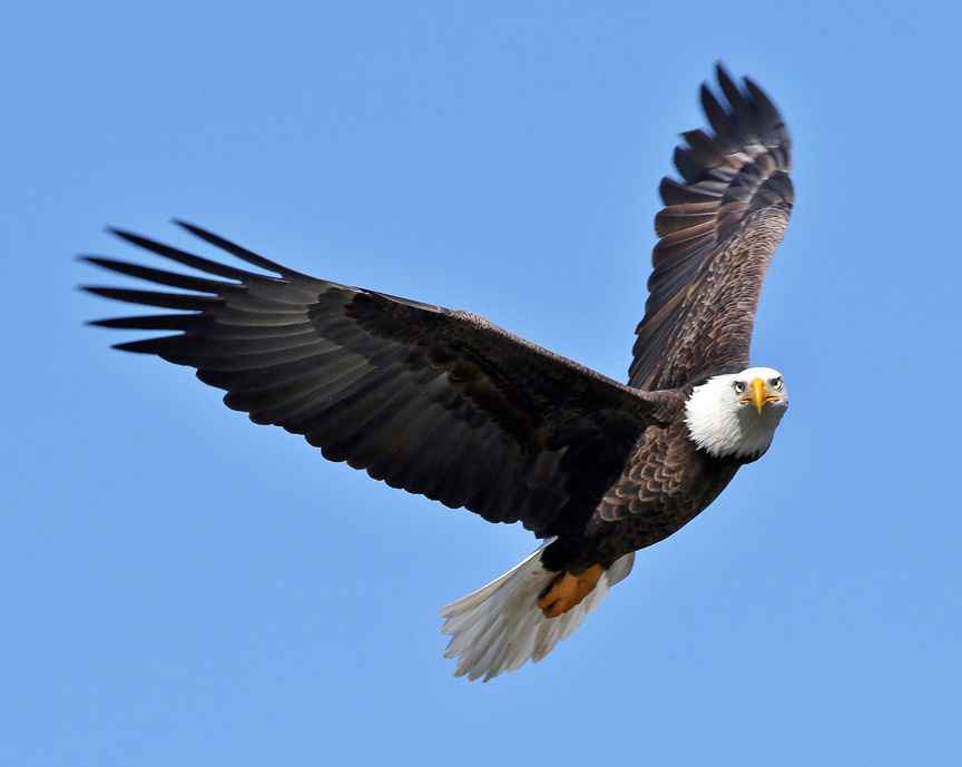 Winter eagles return | Wildlife | paysonroundup.com