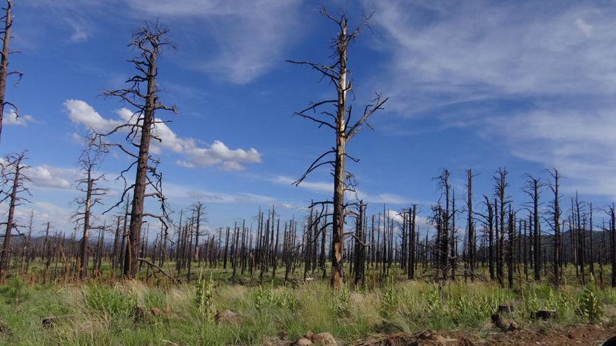 Disaster's aftermath | Forest Management Wildfires | paysonroundup.com