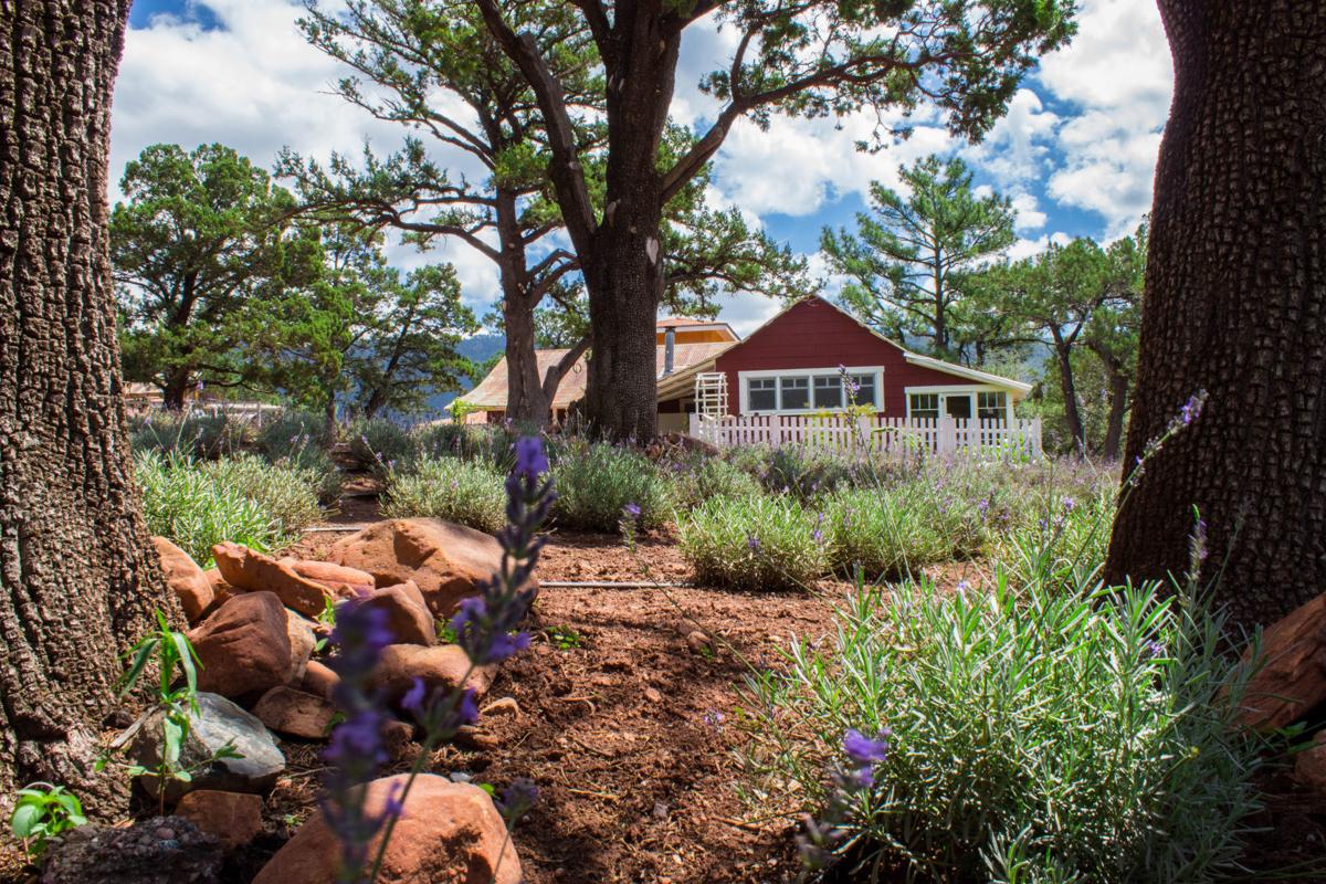 Pine lavender farm first certified naturally grown farm in Arizona ...