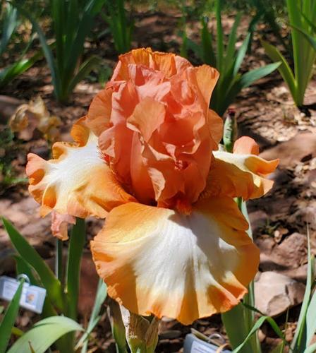 That iris in your backyard could be historic and valuable to an ...